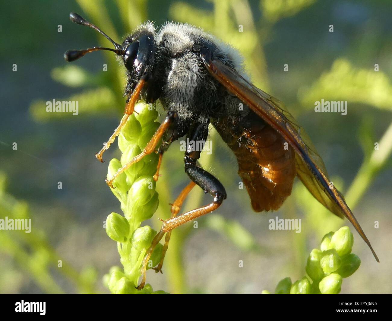 Giant Birch Sawfly (Trichiosoma triangulum Stock Photo - Alamy