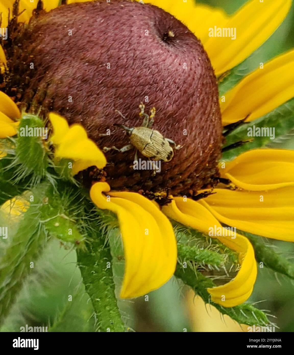 Penicillus hi-res stock photography and images - Alamy