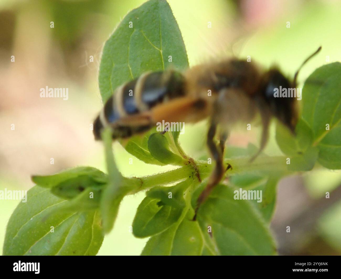 Mining Bees (Andrena Stock Photo - Alamy