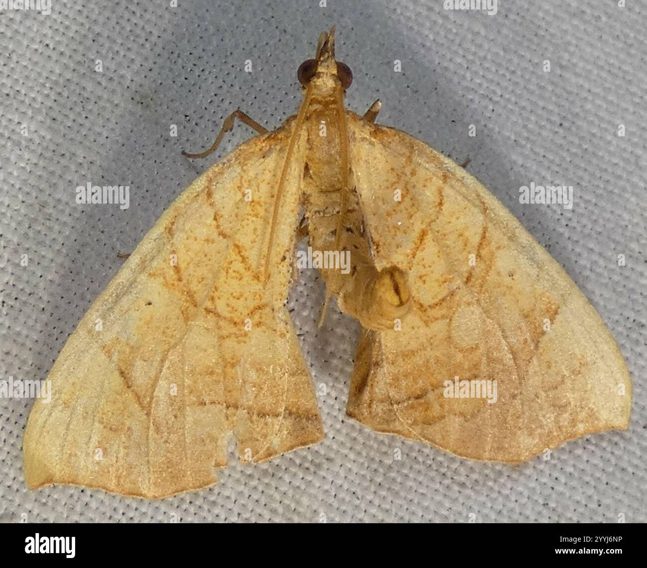 Grapevine Looper Moths (Eulithis diversilineata Stock Photo - Alamy