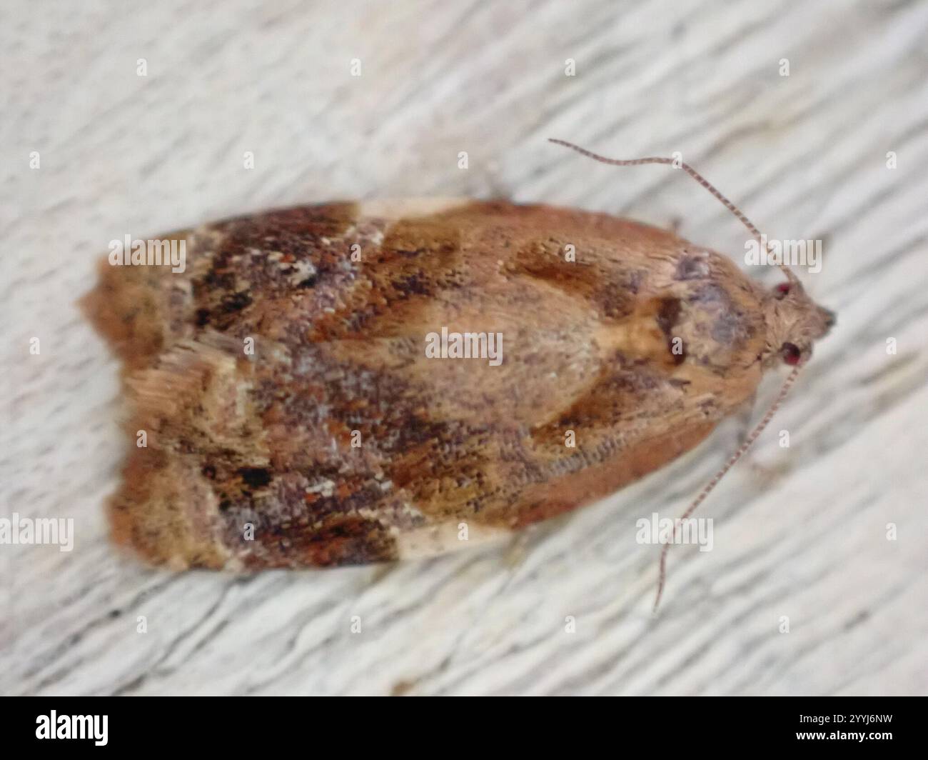 Red-barred Tortrix (Ditula angustiorana Stock Photo - Alamy