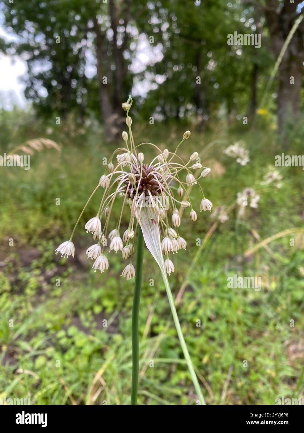 field garlic (Allium oleraceum Stock Photo - Alamy