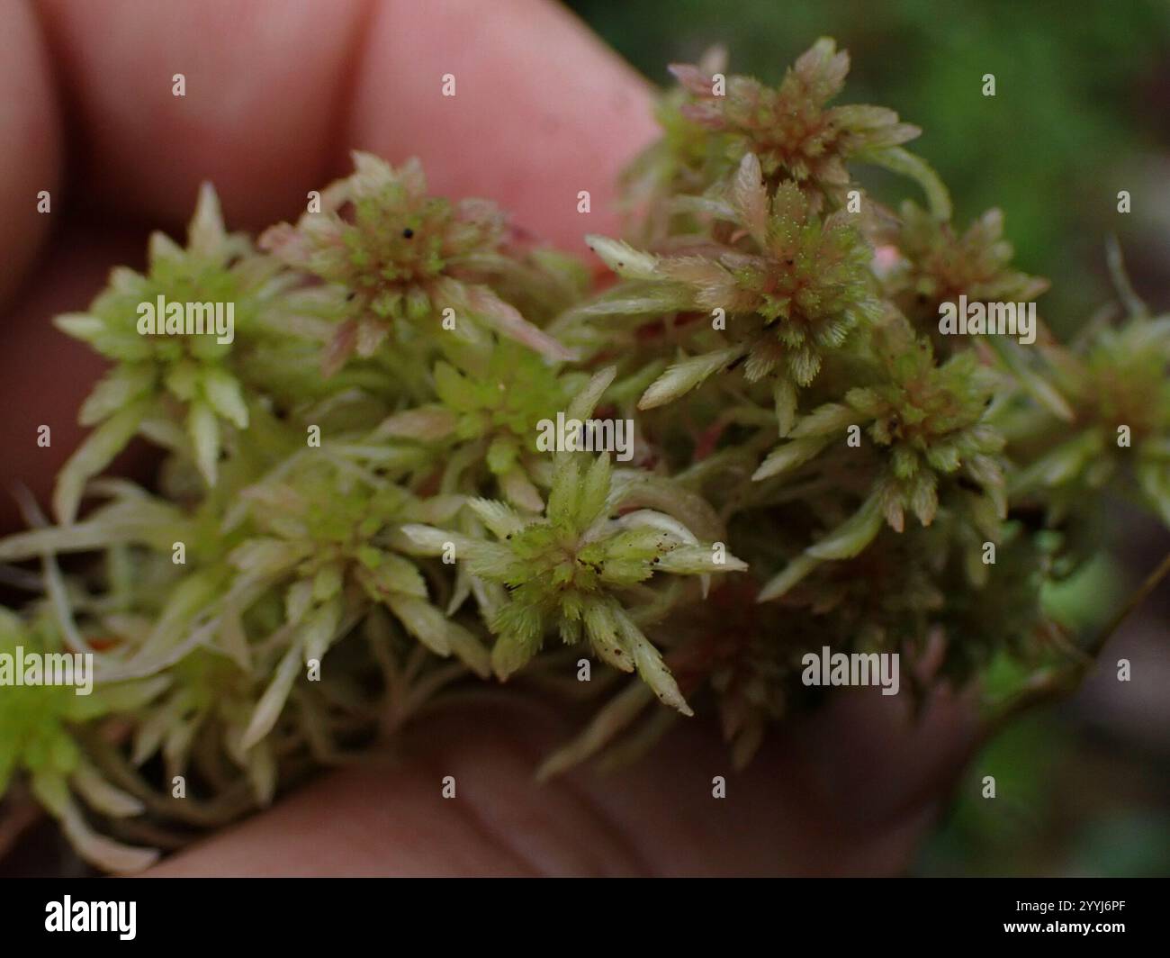 Sphagnum subg. Acutifolia (Acutifolia Stock Photo - Alamy