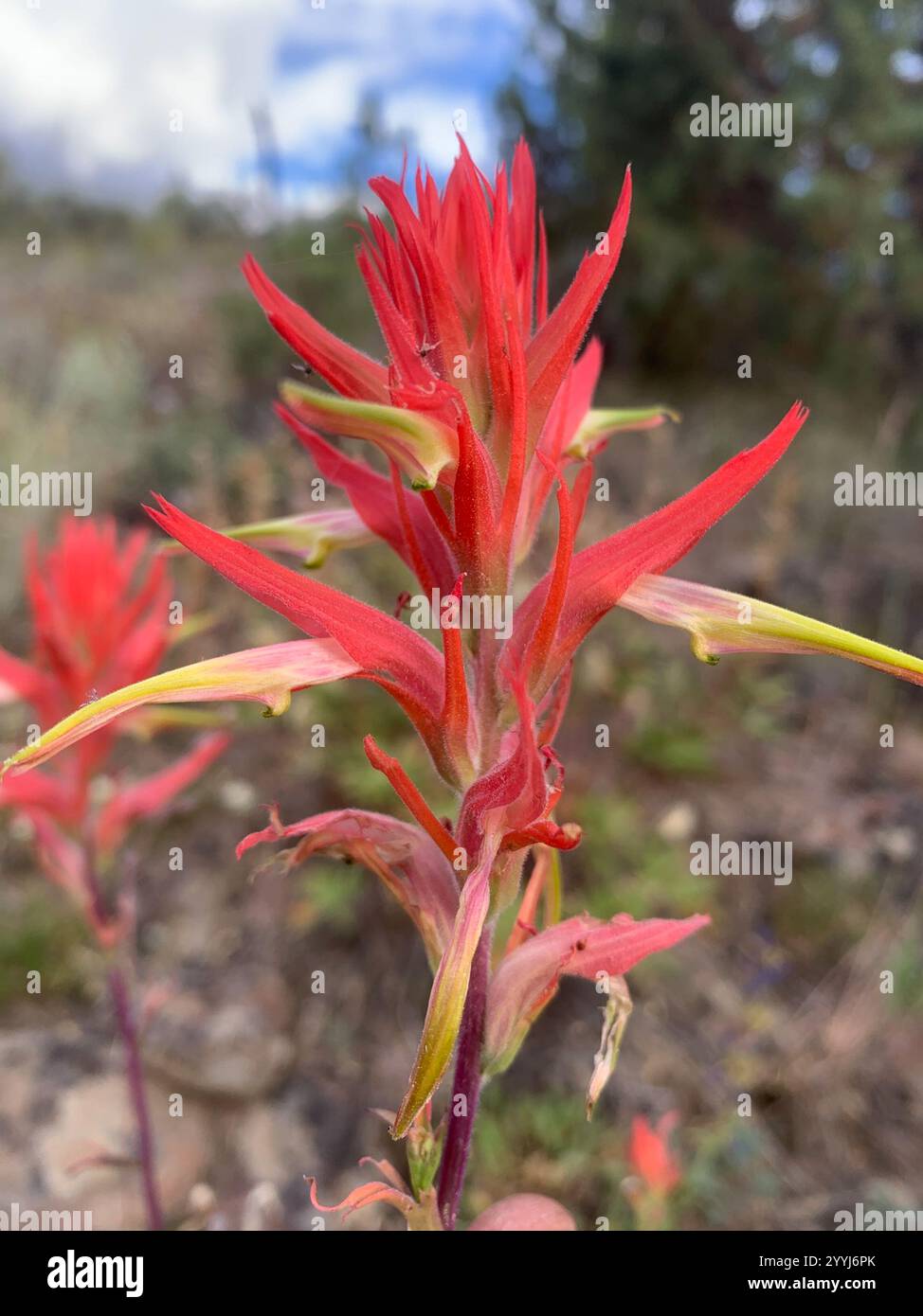 Castilleja linariifolia wyoming hi-res stock photography and images - Alamy