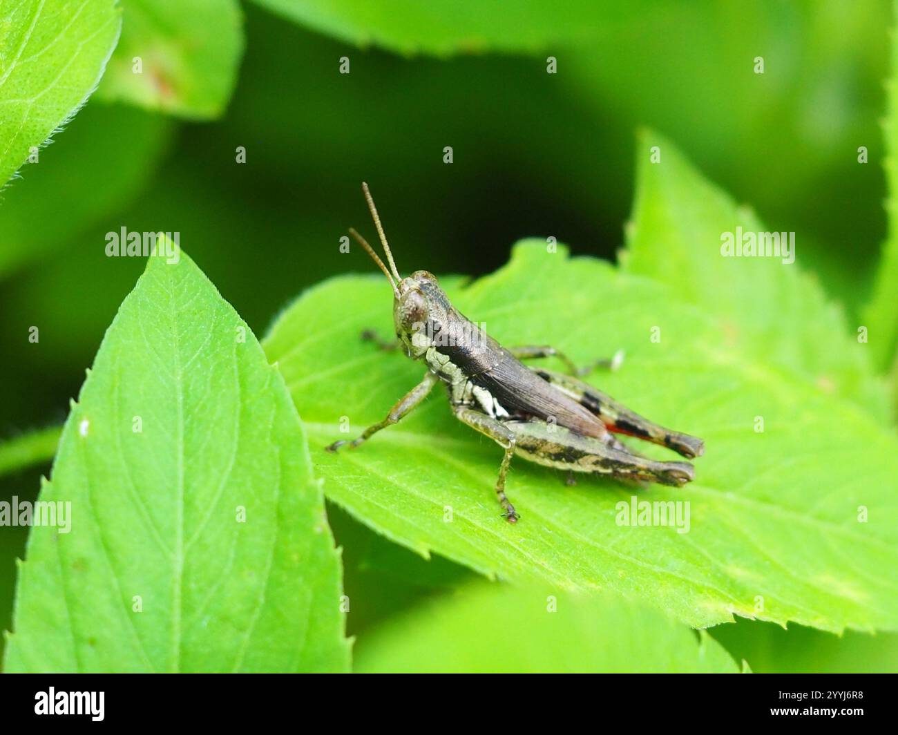 Short-winged Rice Grasshopper (Pseudoxya diminuta Stock Photo - Alamy
