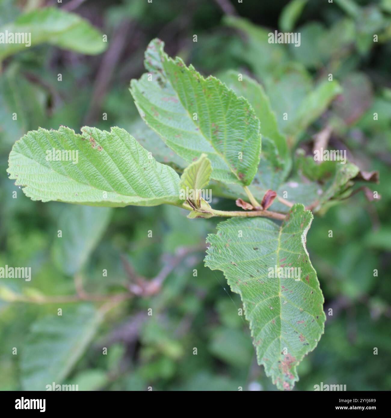 grey alder (Alnus incana Stock Photo - Alamy