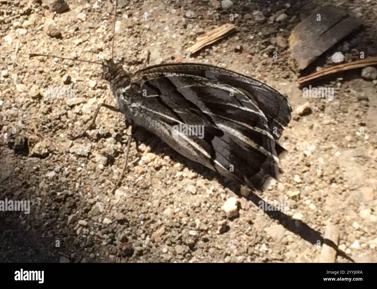 Striped grayling hi-res stock photography and images - Alamy