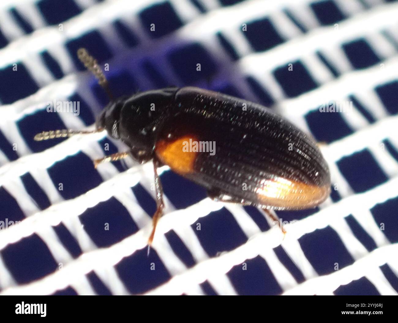 Diaperinae hi-res stock photography and images - Alamy