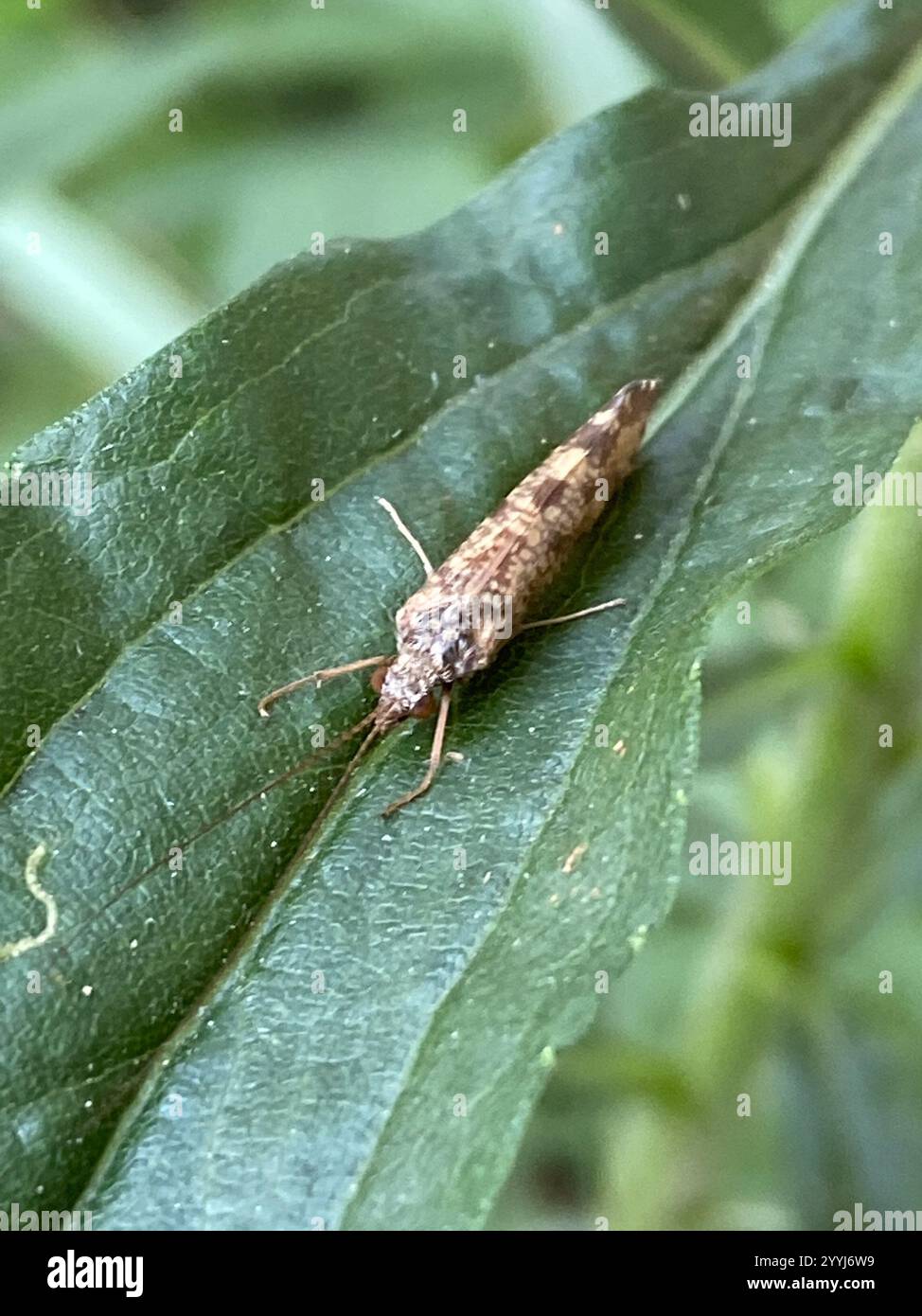 Hydropsyche pellucidula hi-res stock photography and images - Alamy