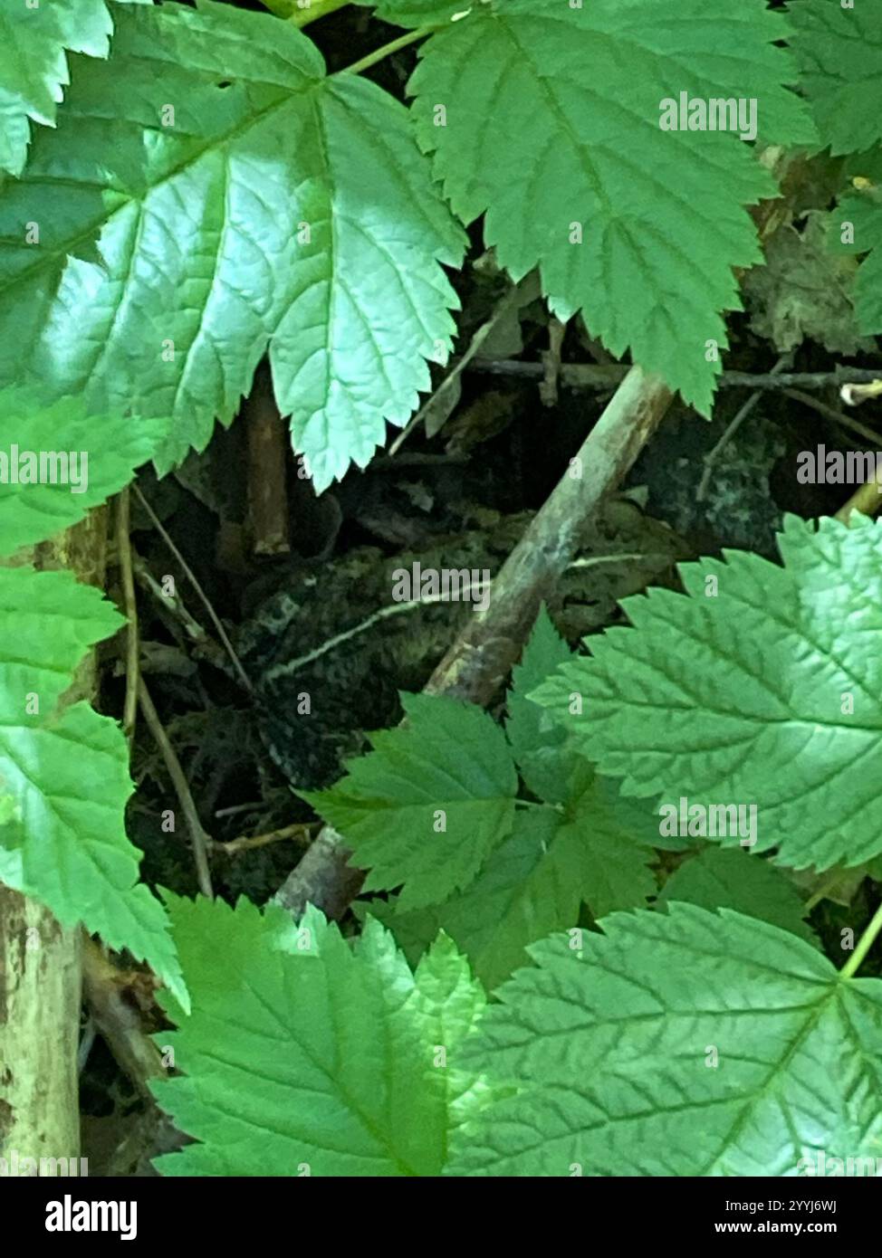 Western Toad (Anaxyrus boreas Stock Photo - Alamy