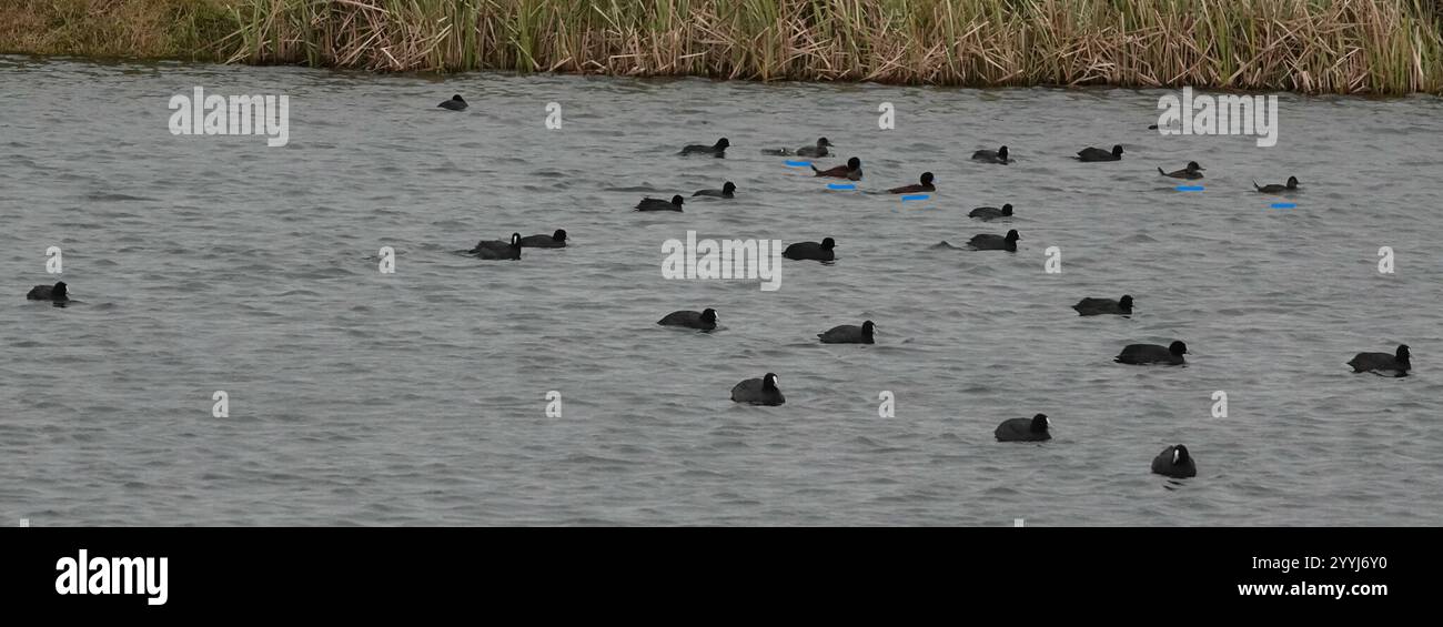 Fulica australis hi-res stock photography and images - Alamy