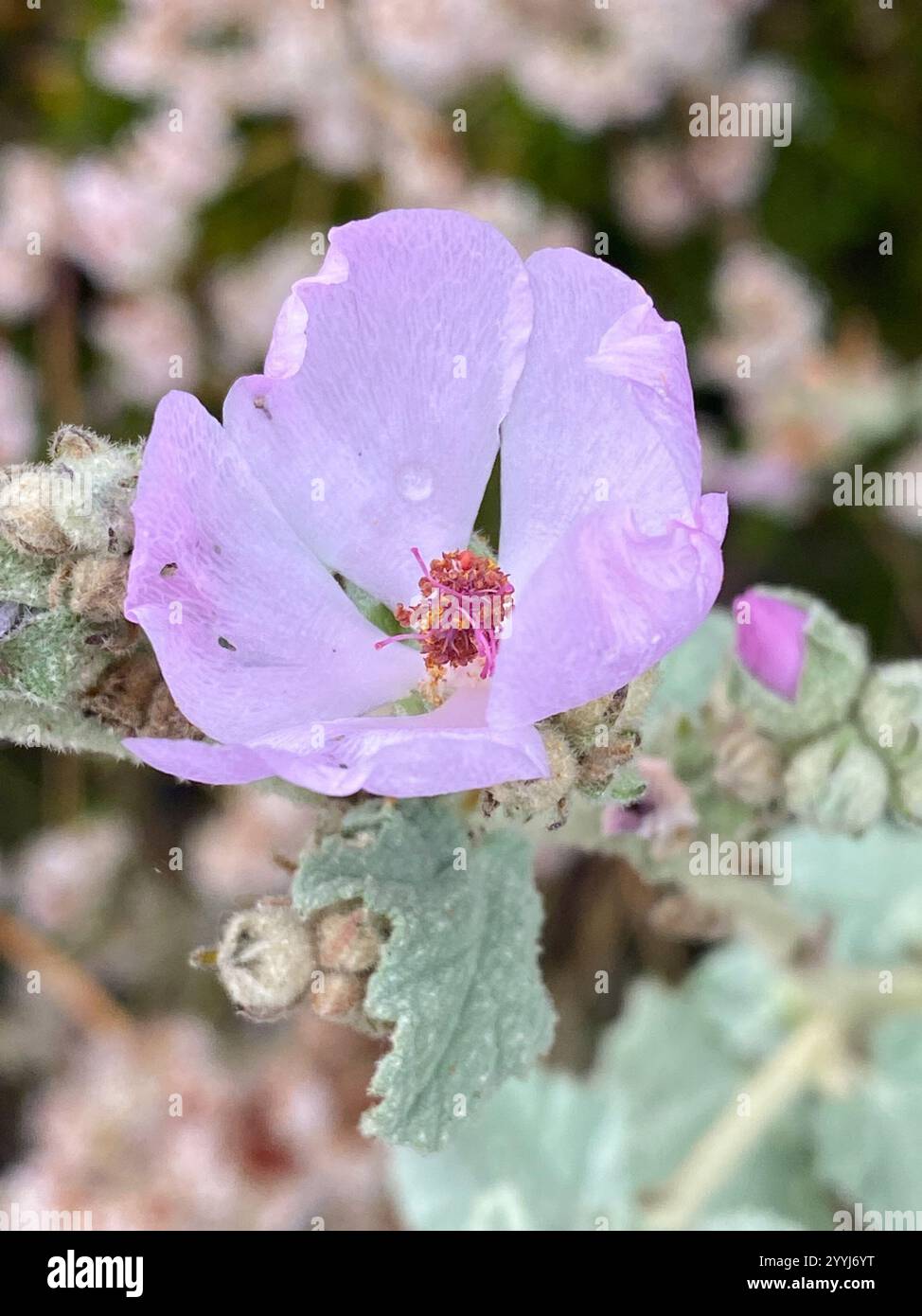 southern coastal bushmallow (Malacothamnus fasciculatus Stock Photo - Alamy