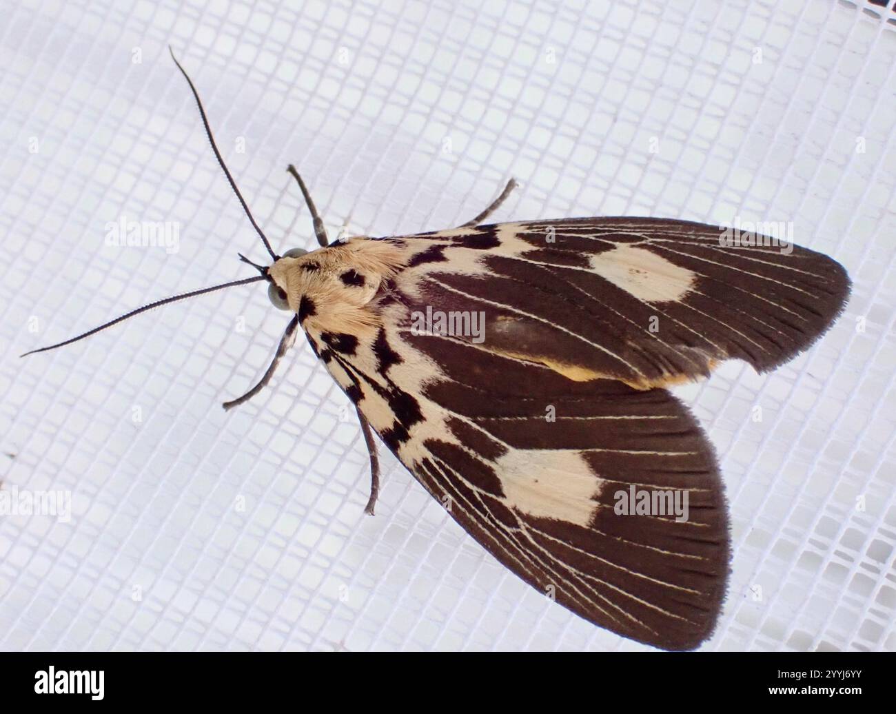 Two-spots Tiger Moth (Asota plagiata Stock Photo - Alamy