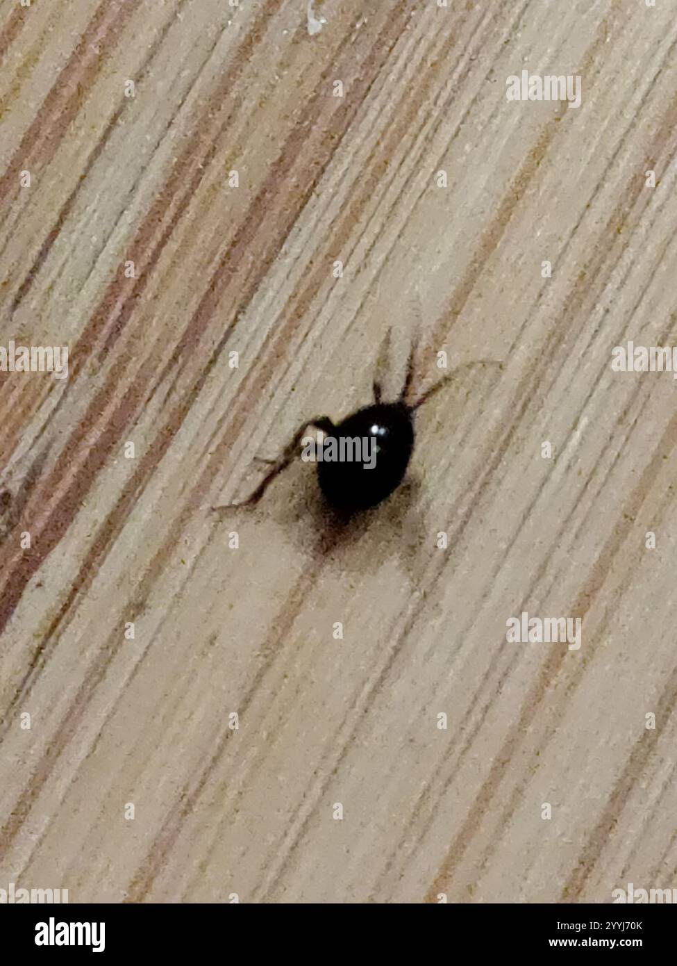 Gibbium hi-res stock photography and images - Alamy