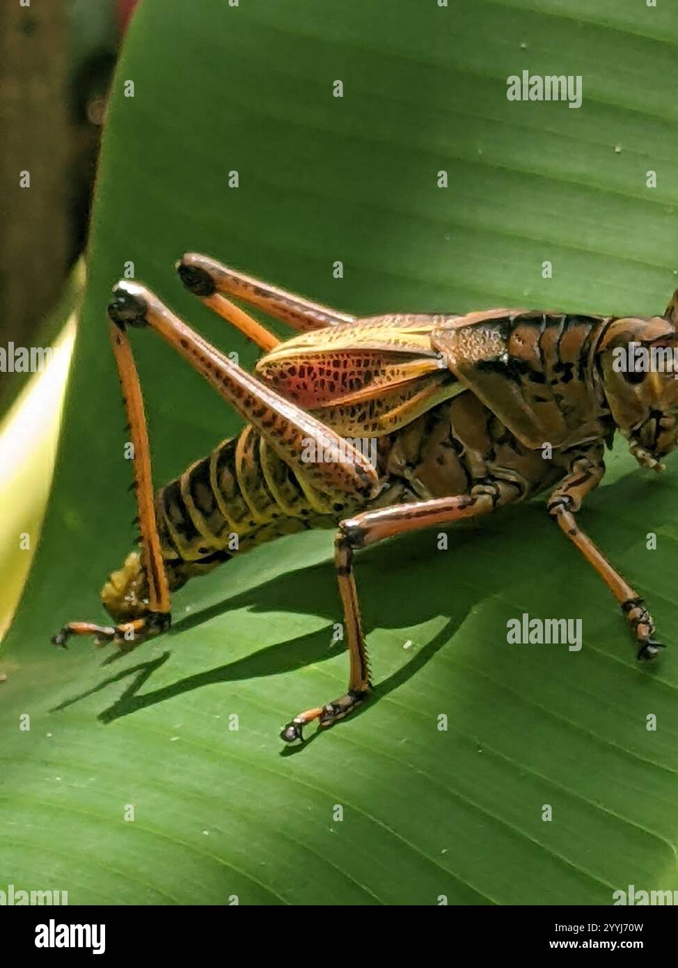 Eastern Lubber Grasshopper (Romalea microptera Stock Photo - Alamy