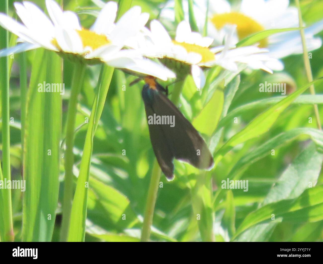 Virginia ctenucha moth virginica hi-res stock photography and images ...