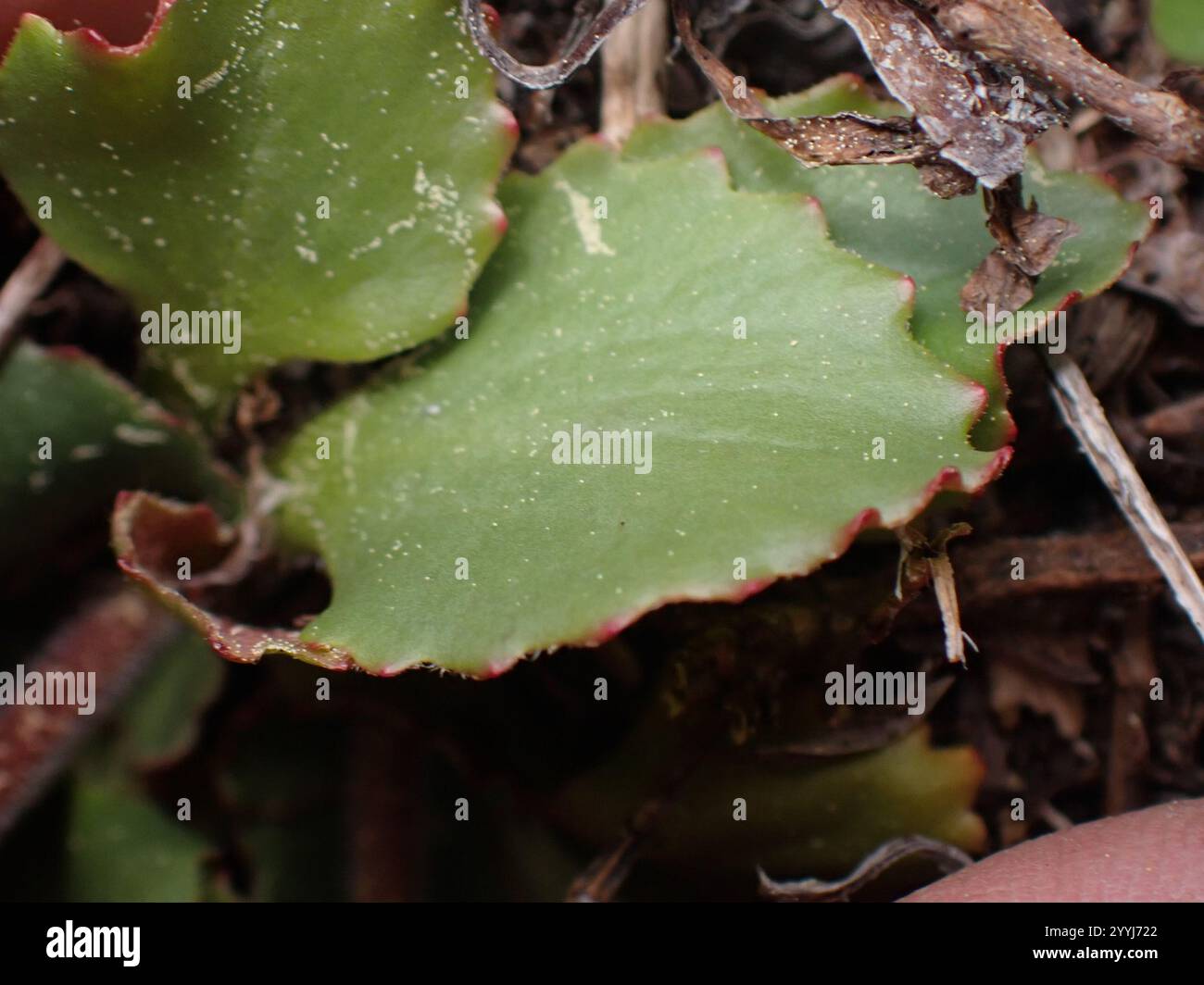 Western Saxifrage (Micranthes occidentalis Stock Photo - Alamy