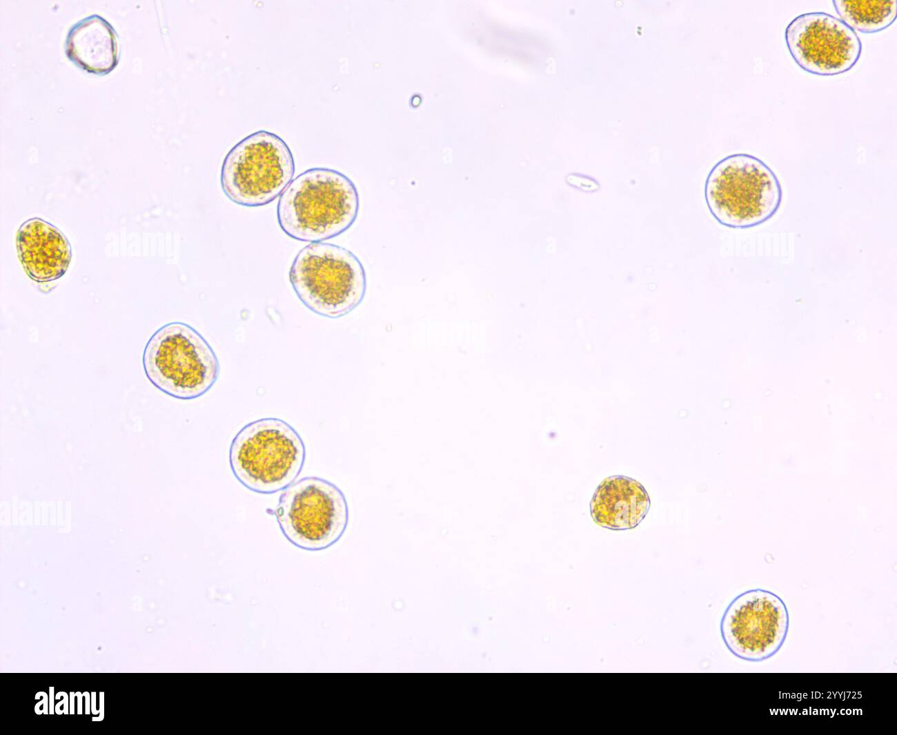 Crown Rust (Puccinia coronata Stock Photo - Alamy