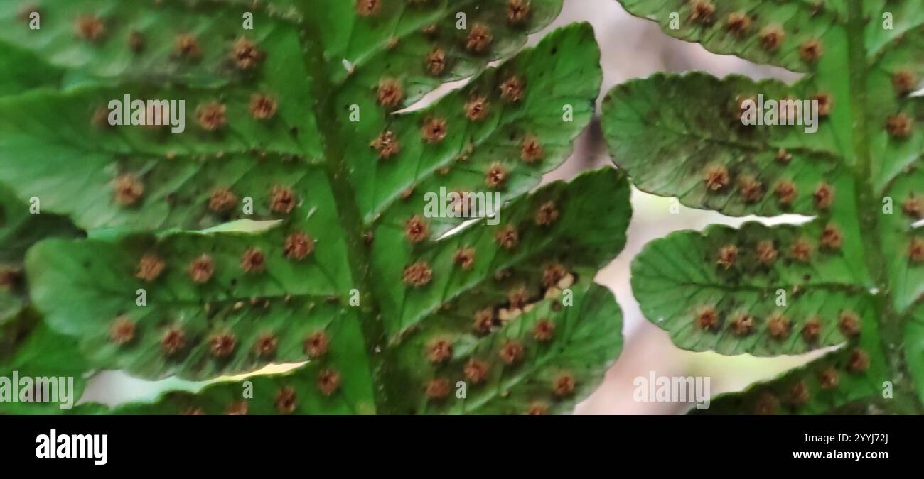 Tree Ferns and Allies (Cyatheales Stock Photo - Alamy
