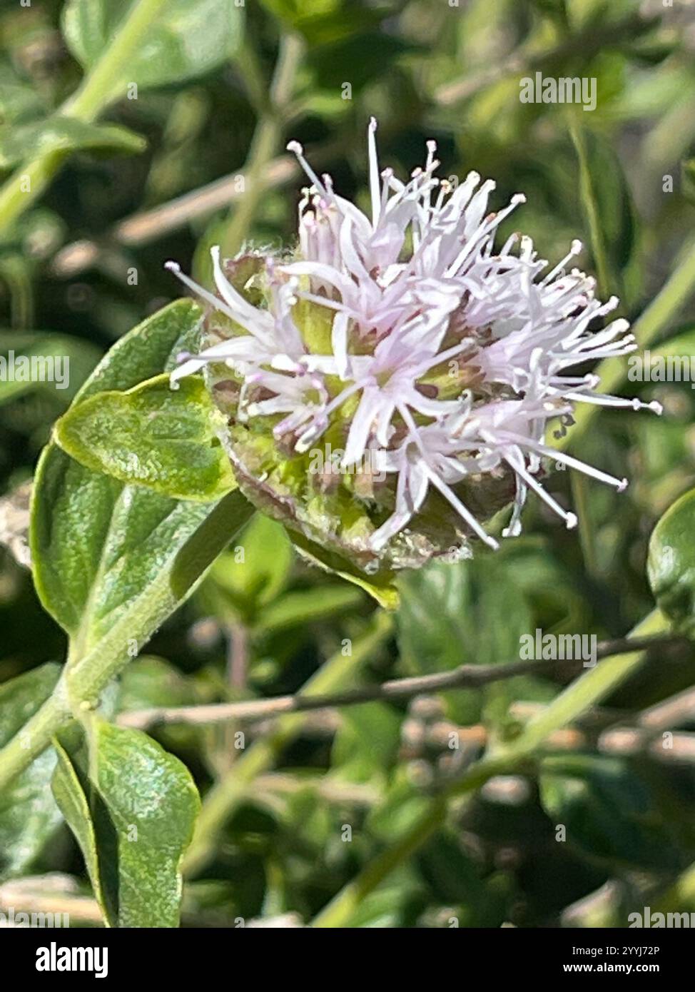 mountain coyote mint (Monardella odoratissima Stock Photo - Alamy