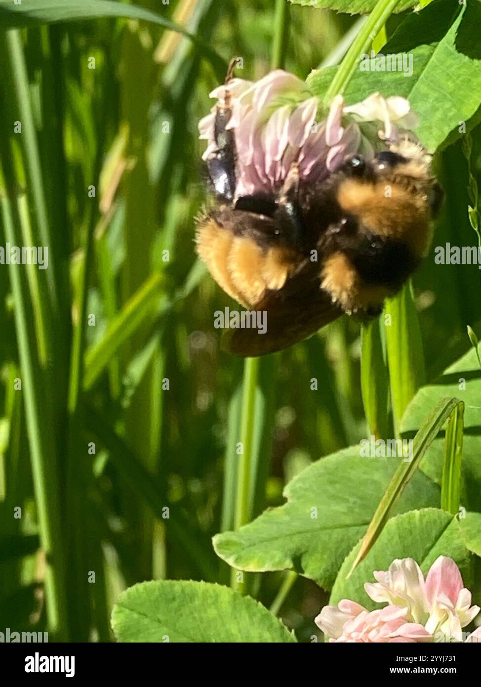 Northern Amber Bumble Bee (Bombus borealis Stock Photo - Alamy
