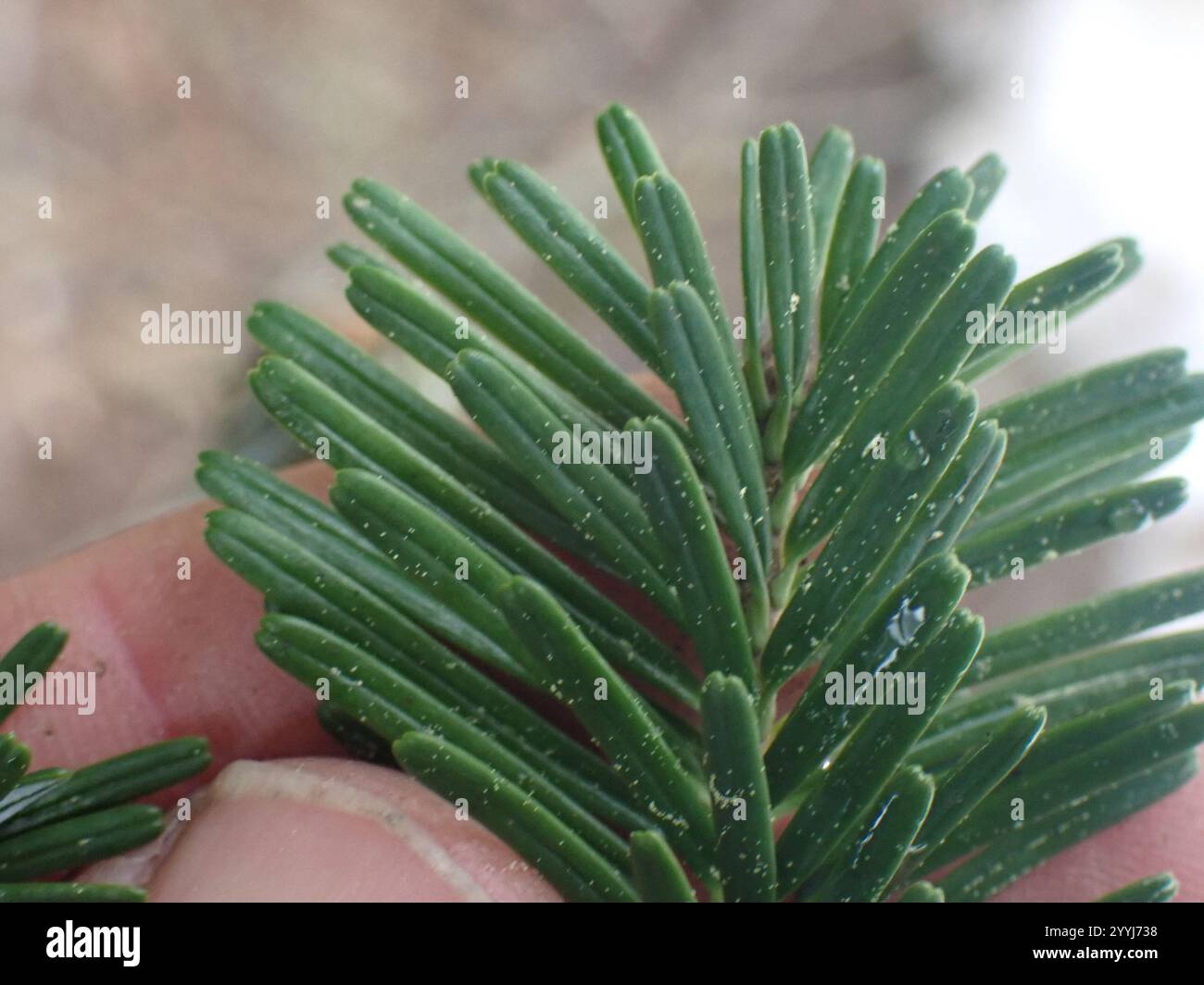 Pacific silver fir (Abies amabilis Stock Photo - Alamy