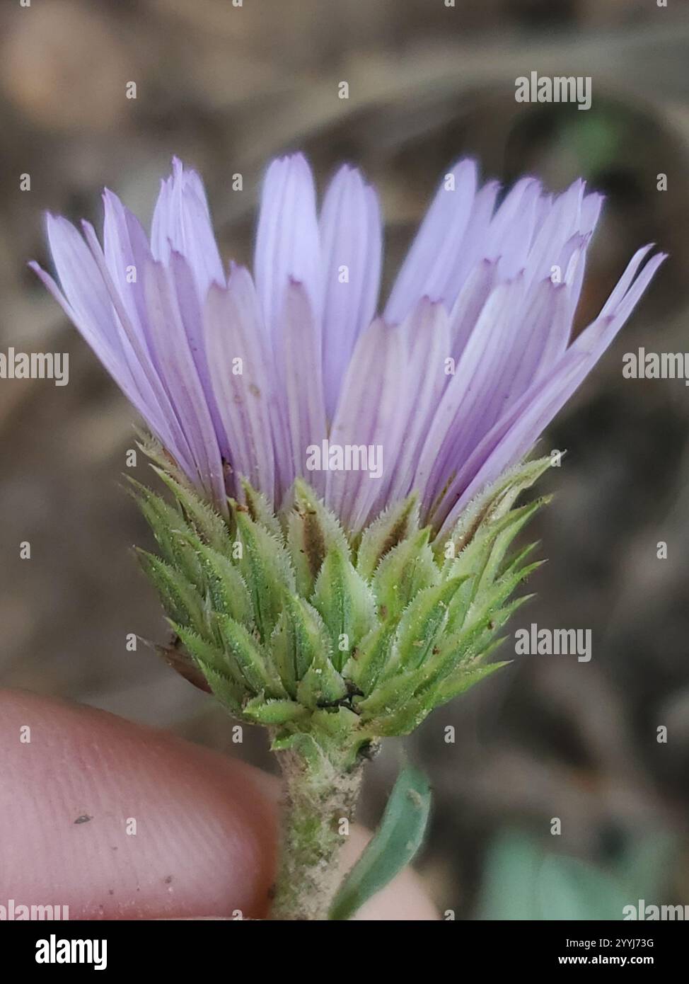 Tall Townsend Daisy (Townsendia eximia Stock Photo - Alamy