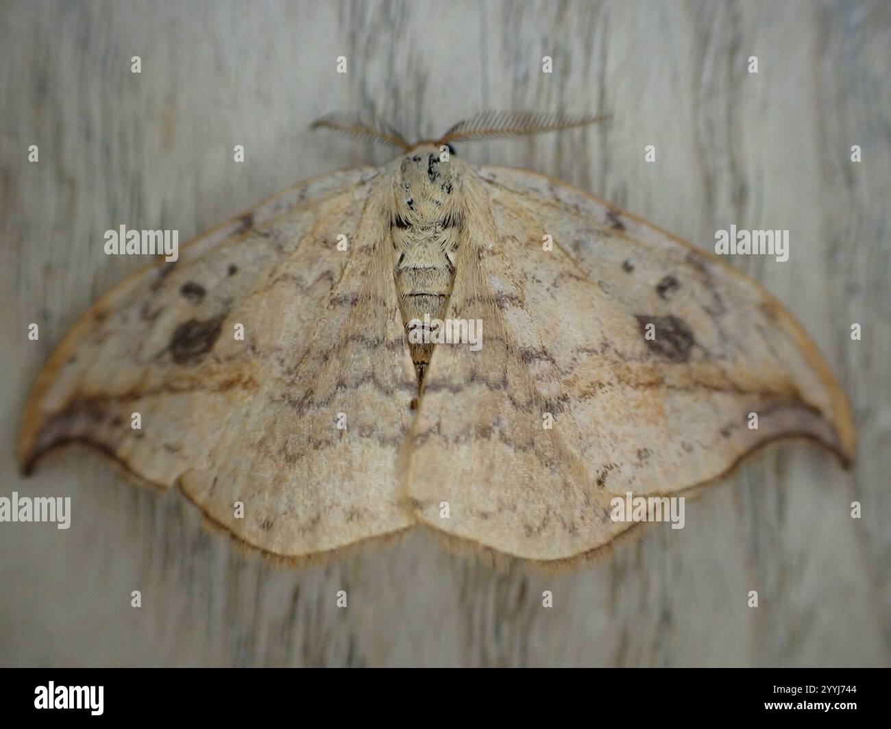 Pebble Hook-tip (Drepana falcataria Stock Photo - Alamy