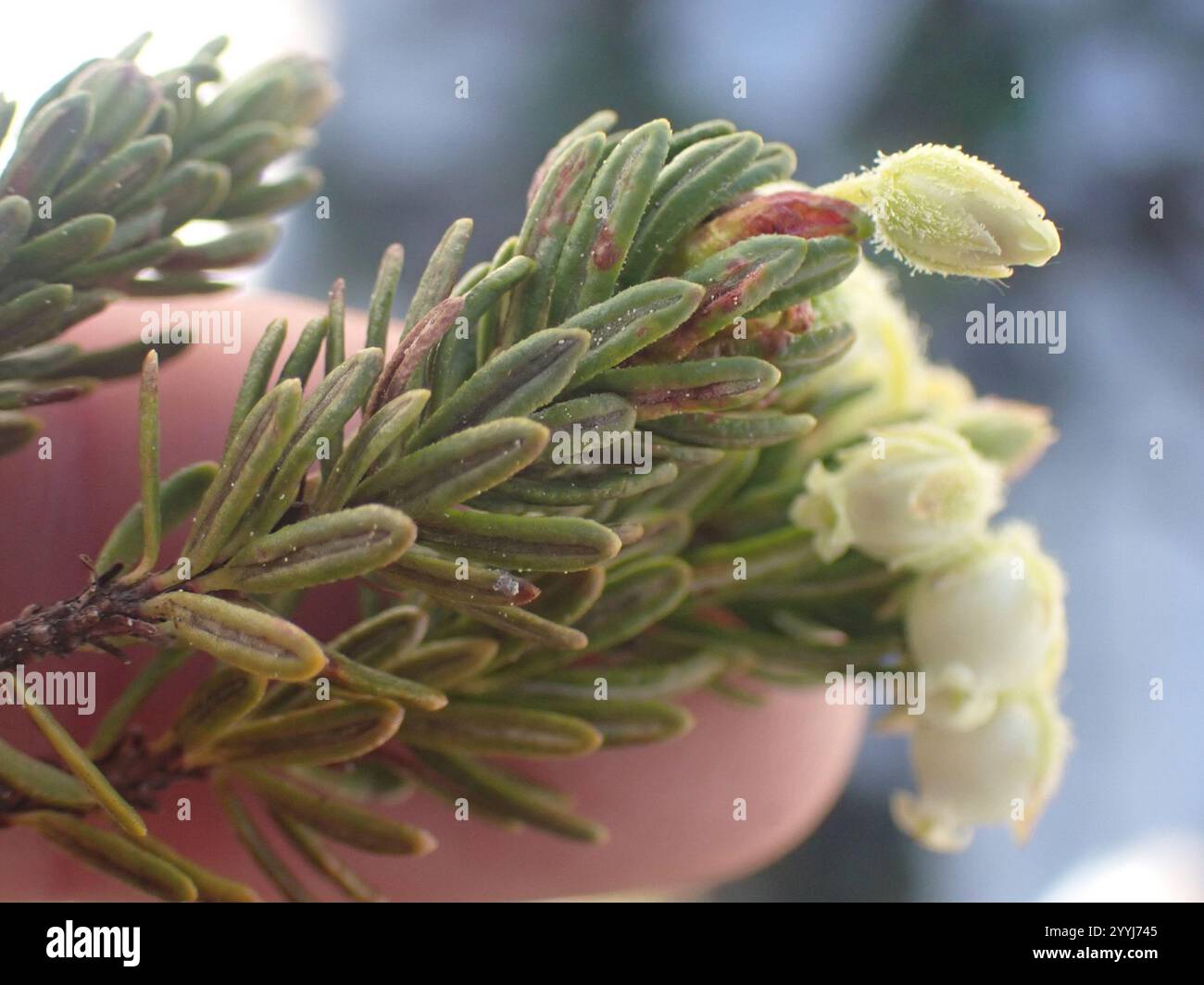Yellow Mountain-heath (Phyllodoce glanduliflora Stock Photo - Alamy