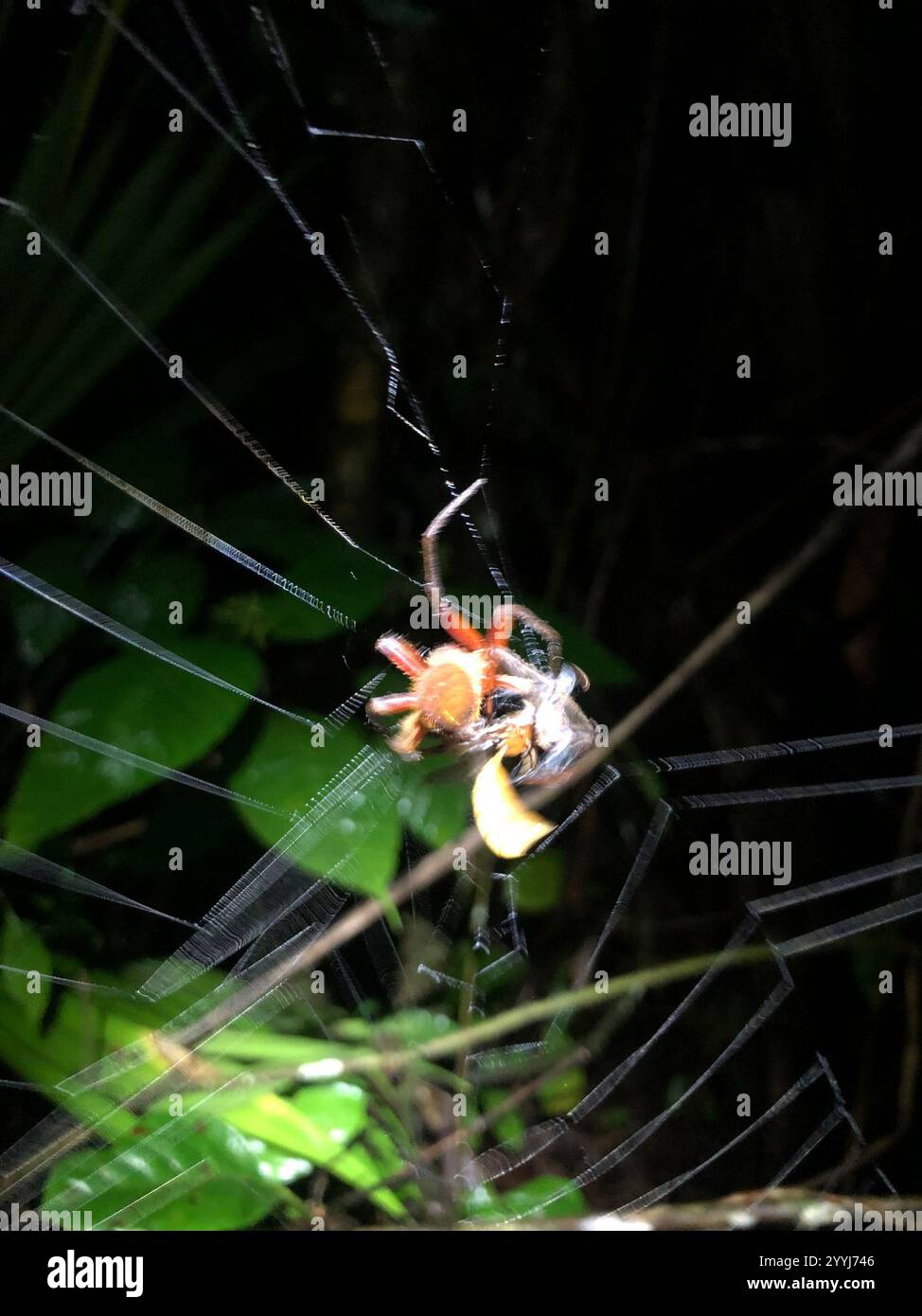 Tropical Orb Weaver (Eriophora fuliginea Stock Photo - Alamy