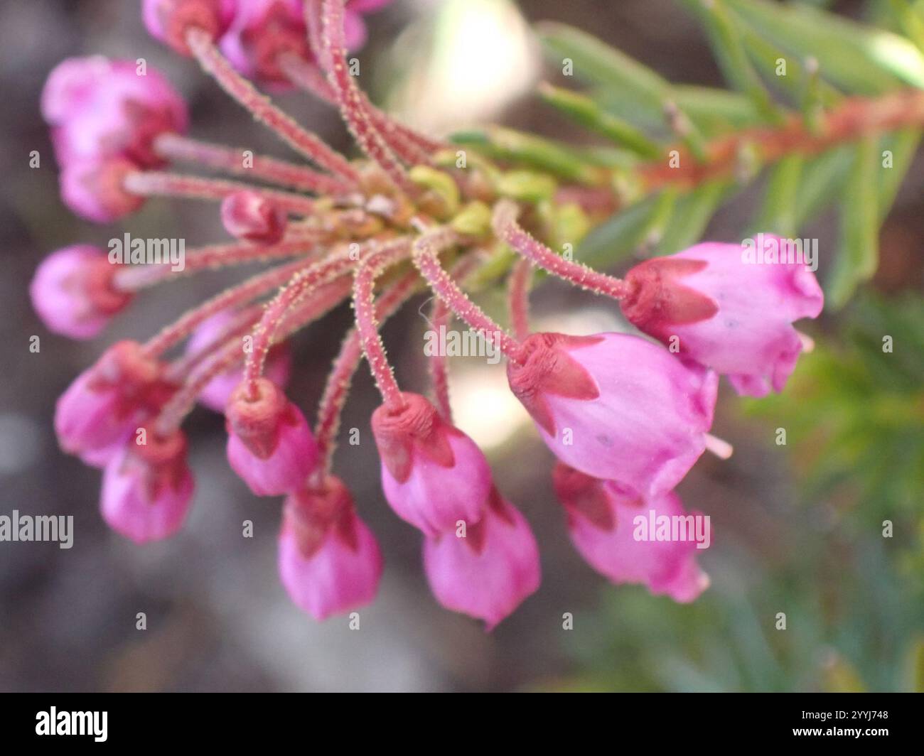 pink mountainheath (Phyllodoce empetriformis Stock Photo - Alamy