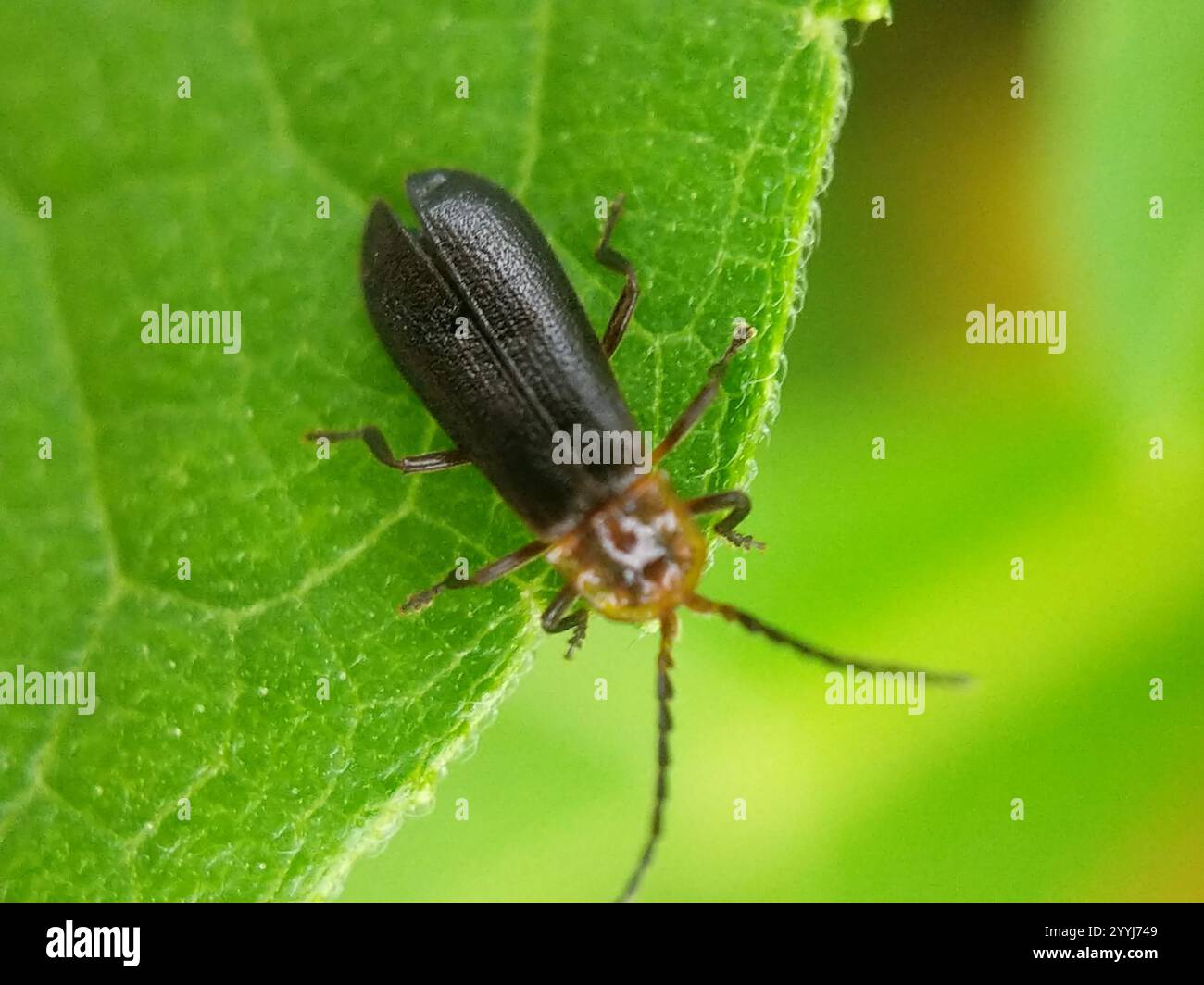 Net-winged Beetles (Lycidae Stock Photo - Alamy