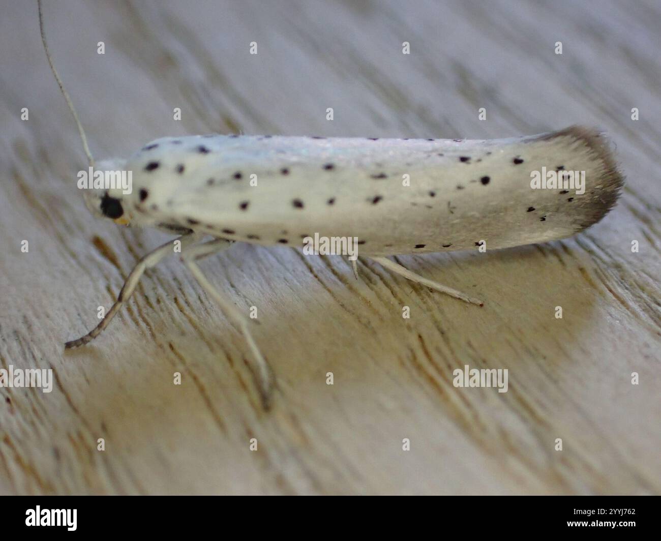 Small Ermine Moths (Yponomeuta Stock Photo - Alamy
