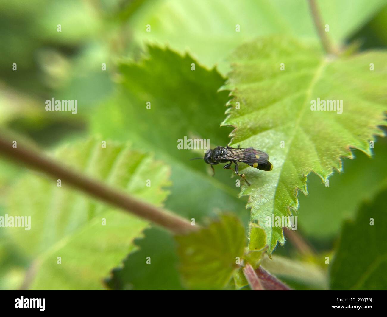 Square-headed Wasps, Sand Wasps, and Allies (Crabronidae Stock Photo ...