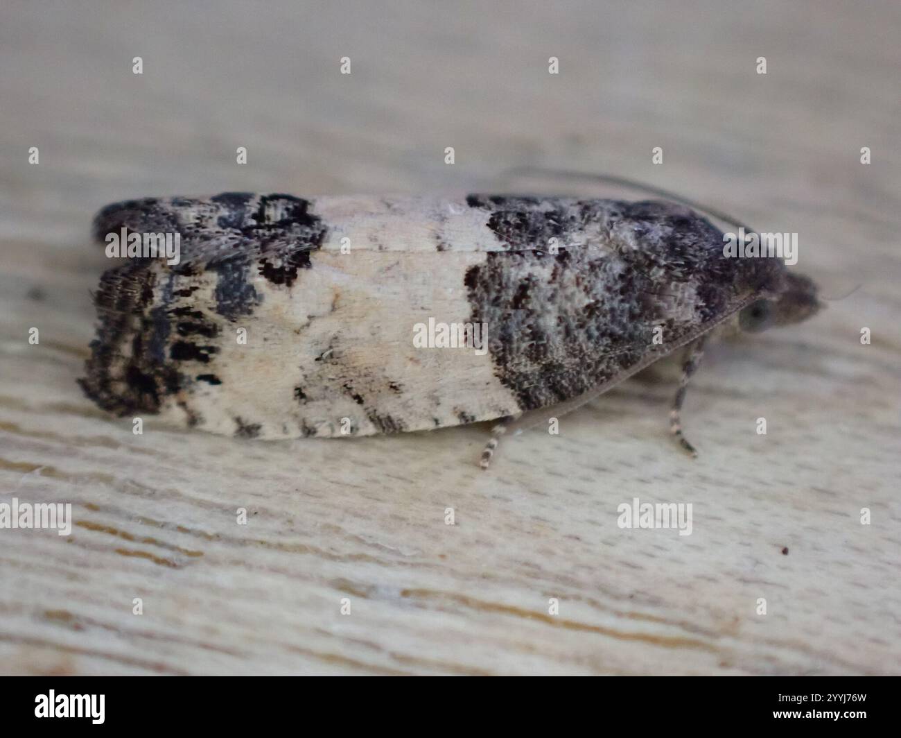 Eye-spotted Bud Moth (Spilonota ocellana Stock Photo - Alamy