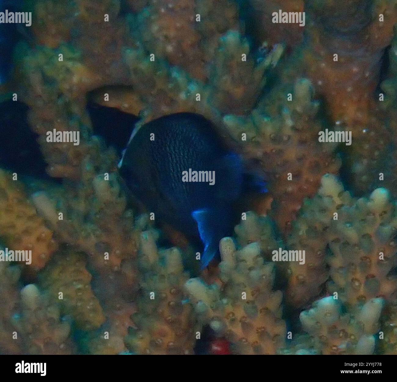 Reticulated Damselfish (Dascyllus reticulatus Stock Photo - Alamy