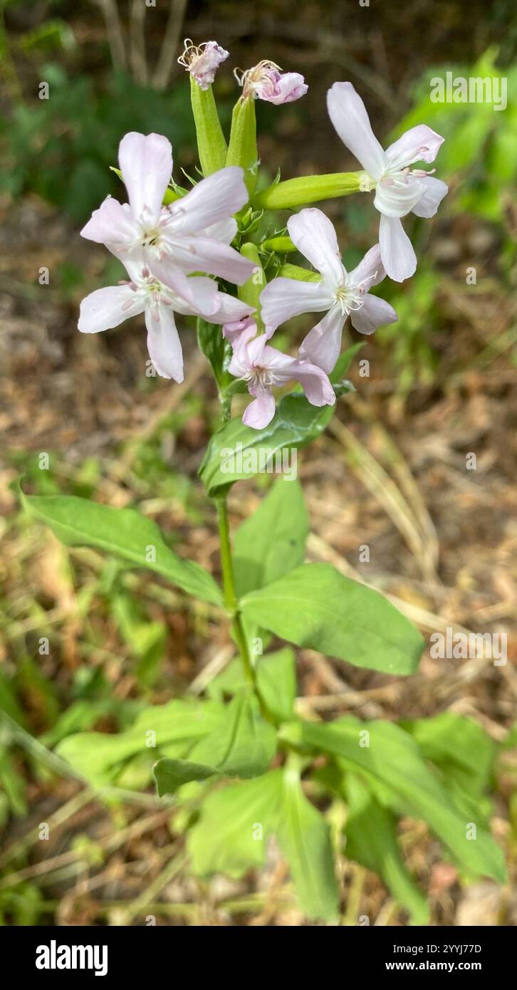 common soapwort (Saponaria officinalis Stock Photo - Alamy
