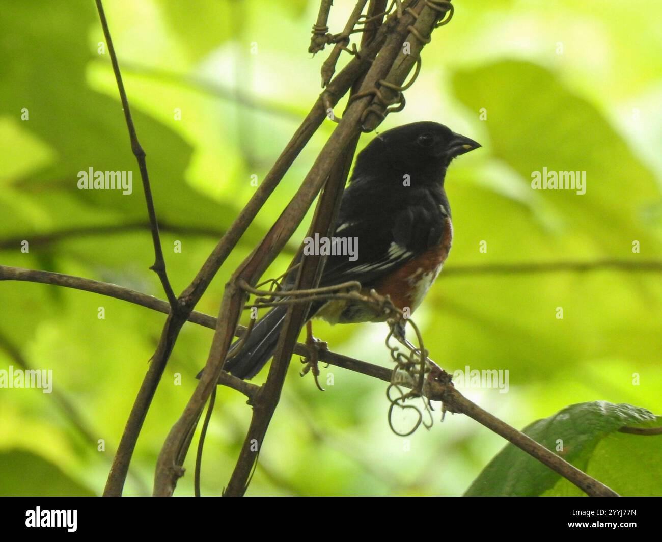 Eastern Towhee (Pipilo erythrophthalmus Stock Photo - Alamy