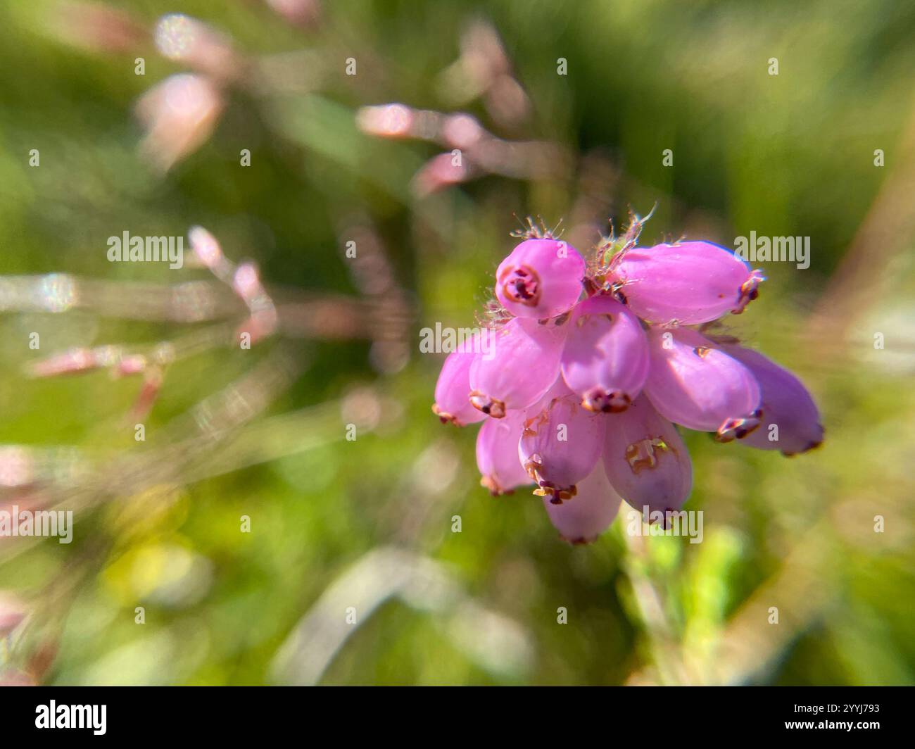 Cross-leaved Heath (Erica tetralix Stock Photo - Alamy