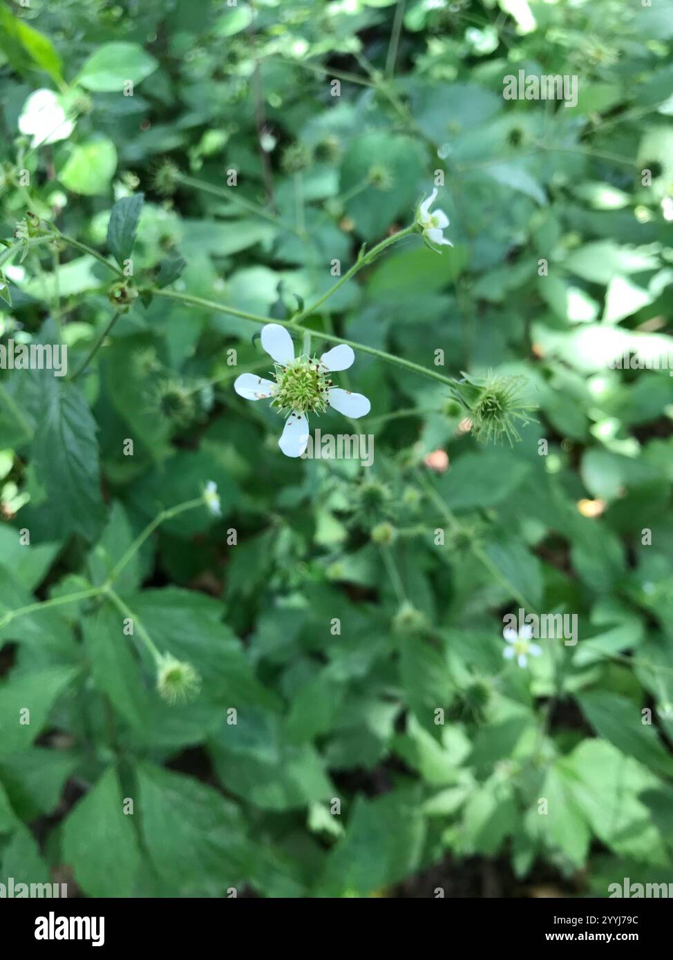white avens (Geum canadense Stock Photo - Alamy
