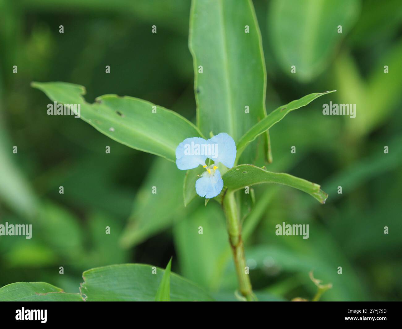 Virginia Dayflower (Commelina virginica Stock Photo - Alamy