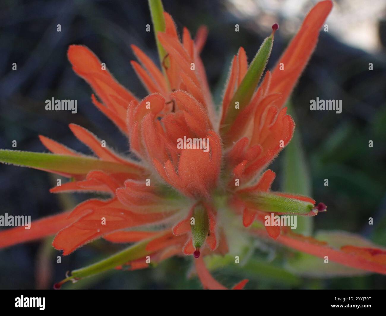 giant red Indian paintbrush (Castilleja miniata Stock Photo - Alamy