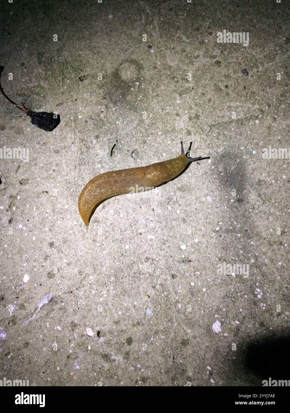 Green Cellar Slug (Limacus maculatus Stock Photo - Alamy