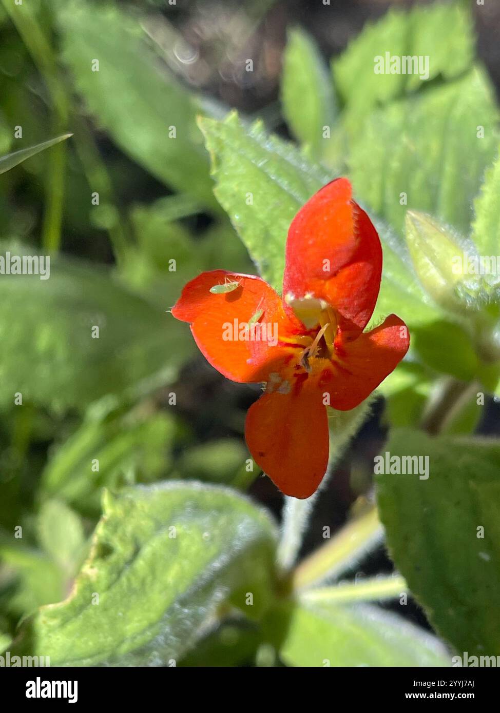 scarlet monkeyflower (Erythranthe cardinalis Stock Photo - Alamy