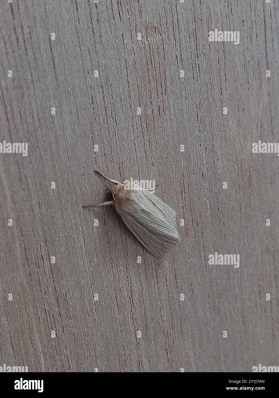 Smoky Wainscot (Mythimna impura Stock Photo - Alamy