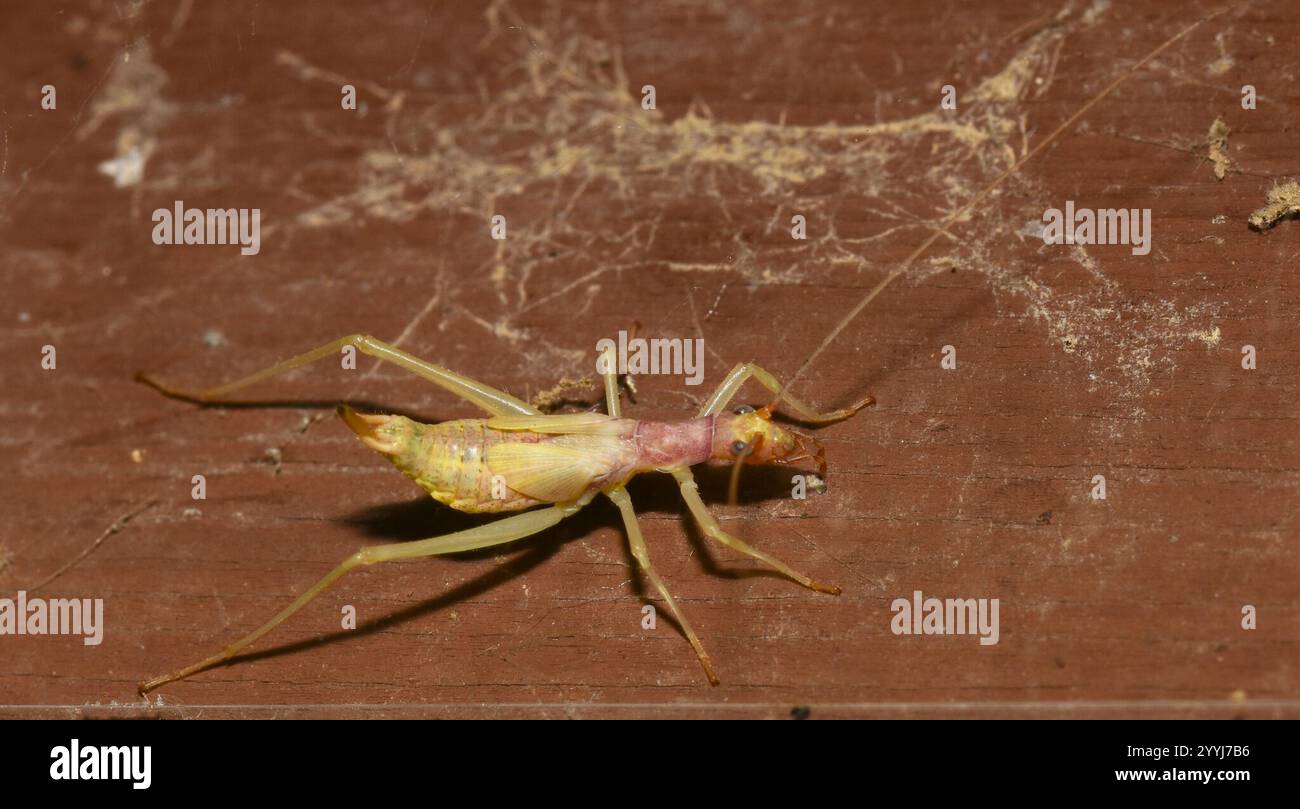 Two-spotted Tree Cricket (Neoxabea bipunctata Stock Photo - Alamy