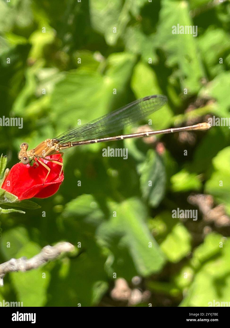 Blue-fronted Dancer (Argia apicalis Stock Photo - Alamy