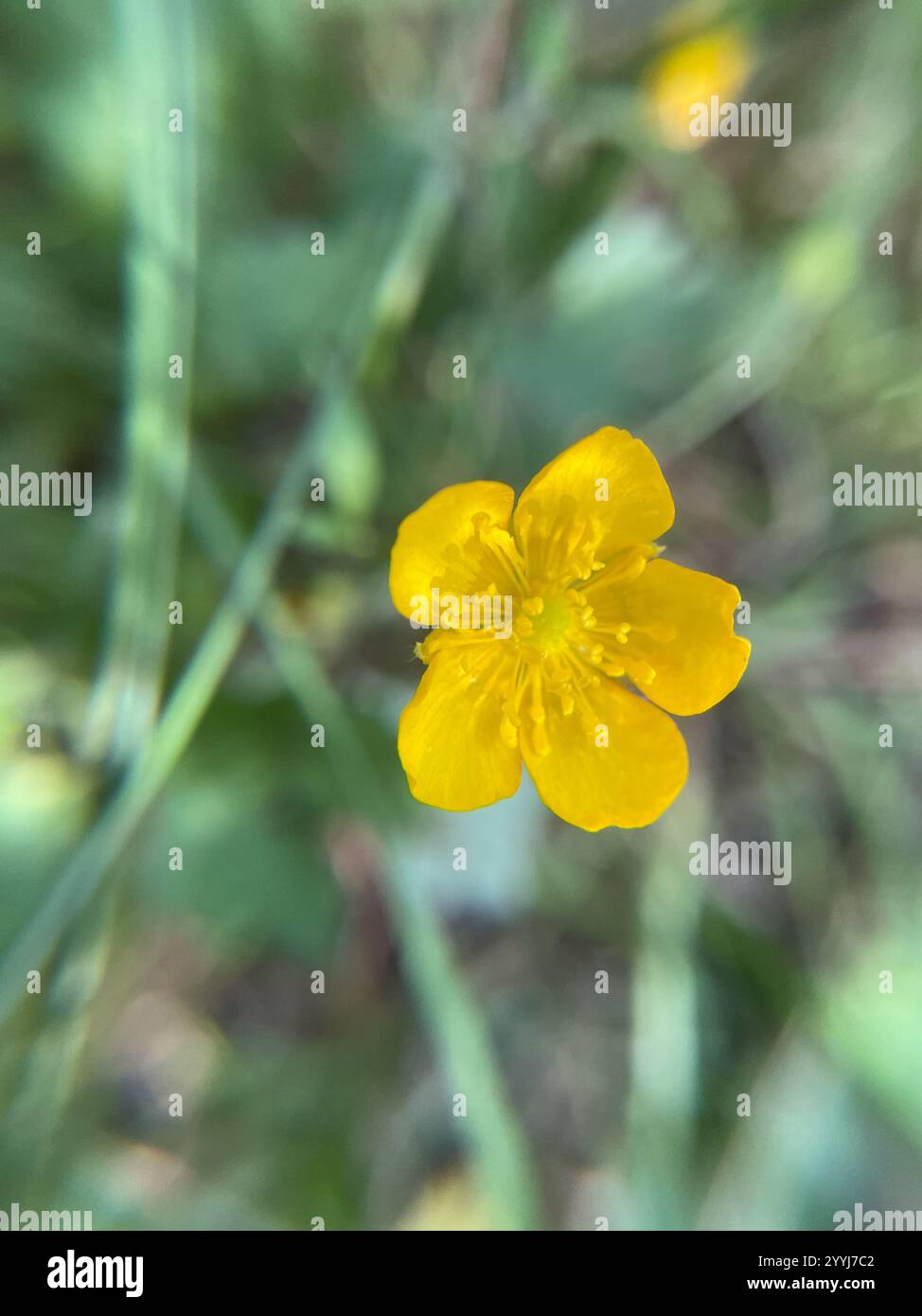 Creeping buttercup (Ranunculus repens Stock Photo - Alamy
