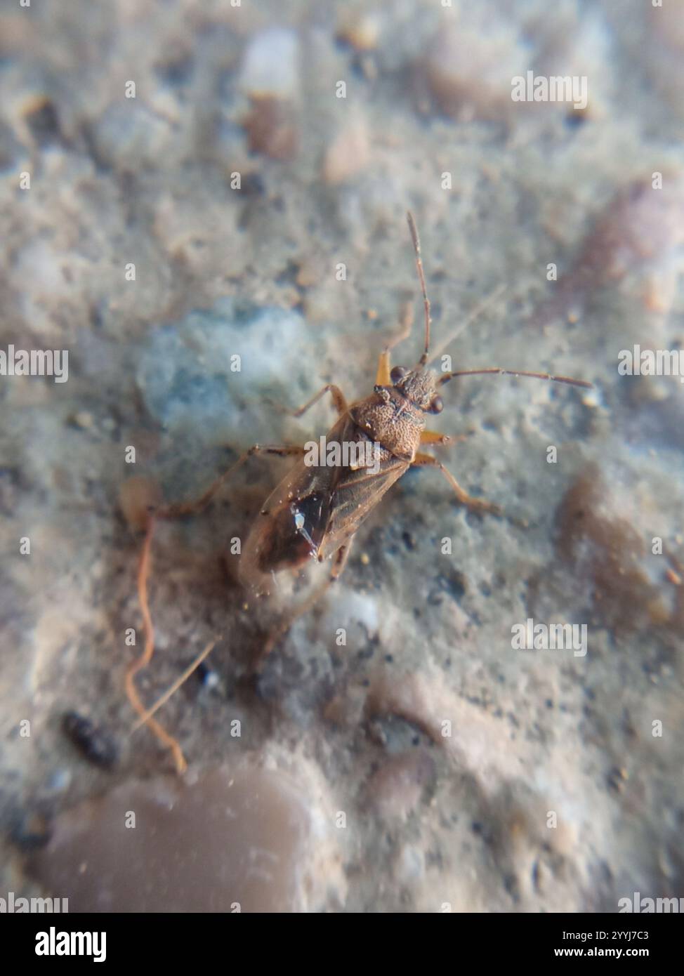 False chinch bugs (Nysius Stock Photo - Alamy