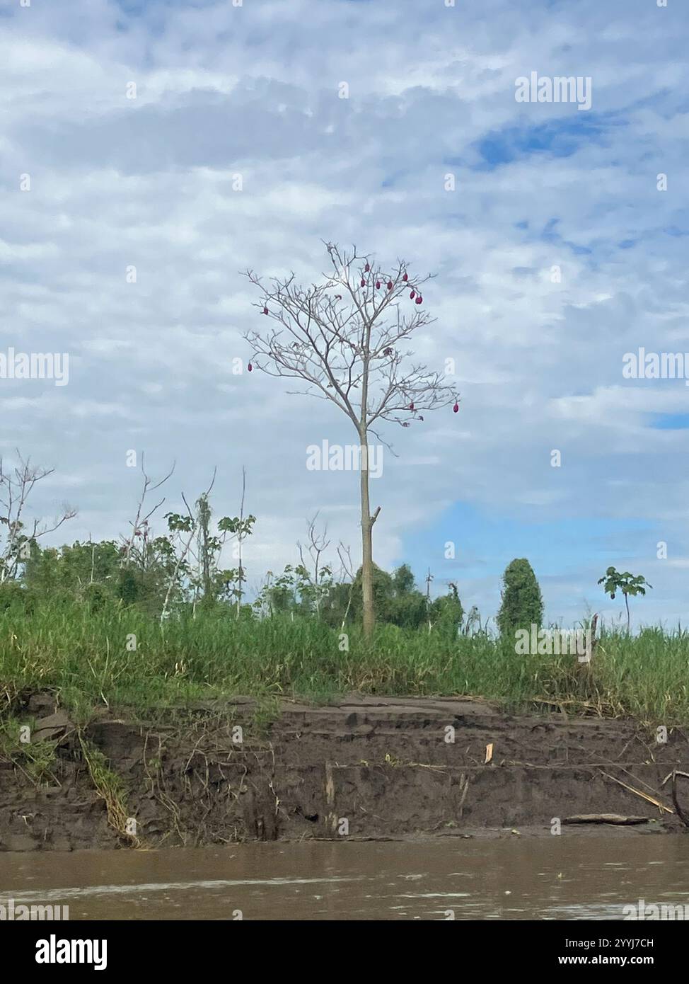 Provision tree pachira aquatica hi-res stock photography and images - Alamy